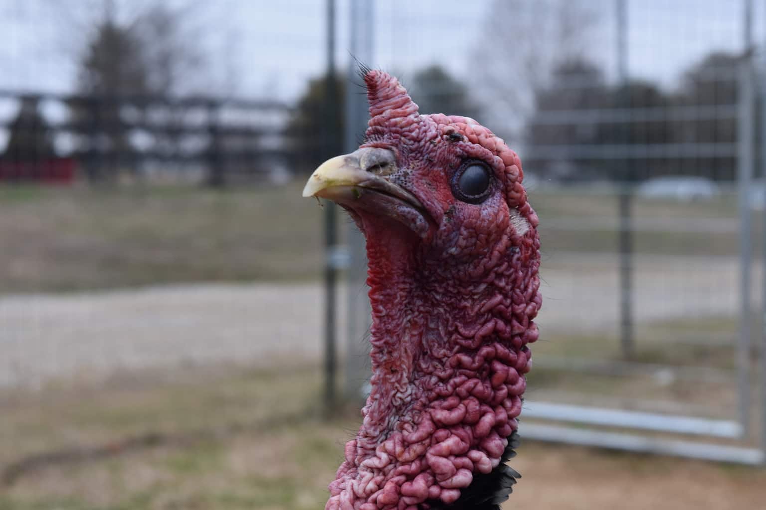 Visiting The Gentle Barn in Tennessee • Wild Hearted