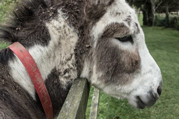 Donkey Sanctuary Ireland // Don't Miss This Spot in County Cork!
