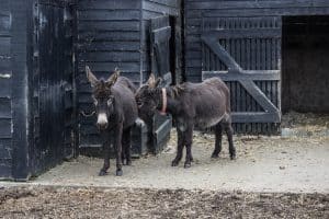Donkey Sanctuary Ireland // Don't Miss This Spot in County Cork!
