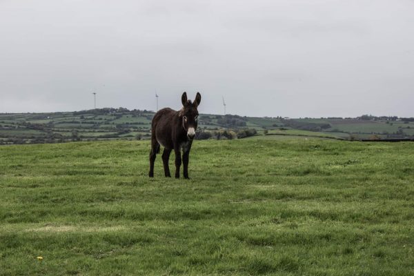 Donkey Sanctuary Ireland // Don't Miss This Spot in County Cork!