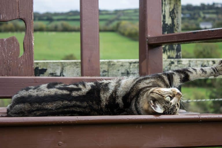 Donkey Sanctuary Ireland // Don't Miss This Spot in County Cork!