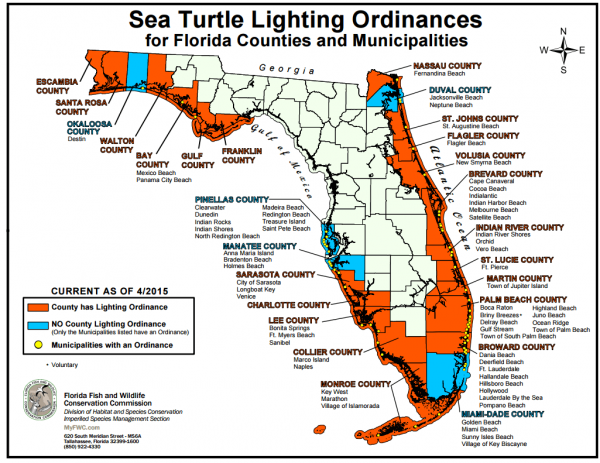 Sea Turtle Rescue Florida | How to See and Help Baby Sea Turtles Hatch