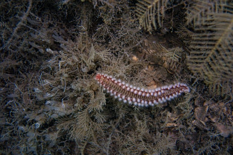 Blue Heron Bridge Scuba | What to Know & What Species You'll See