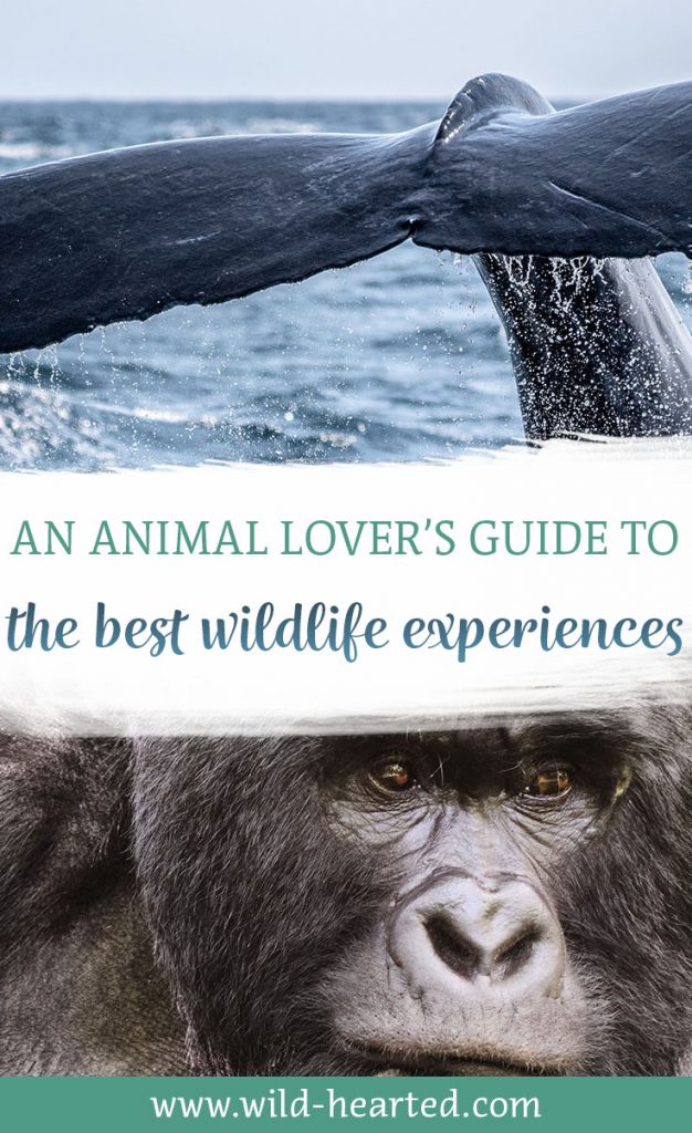 Wildlife Holidays | 10 Best Places to Visit for Ethical Wildlife ...