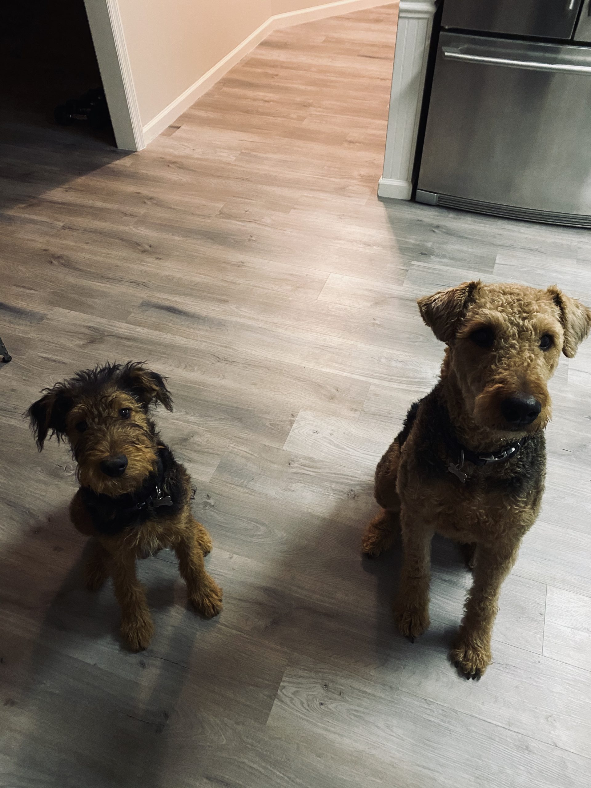 Monthly Recap: March 2020 (or, the WTF month) • Wild Hearted