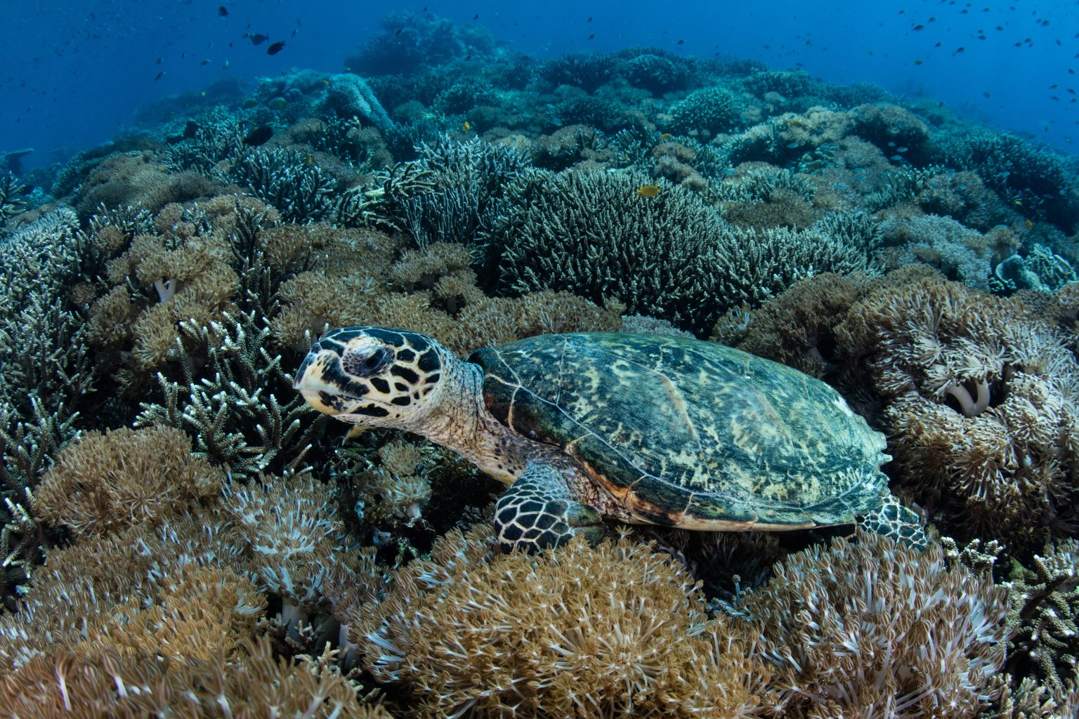 This Marine Wildlife Bucket List Includes TK Reasons To Jump in the Ocean