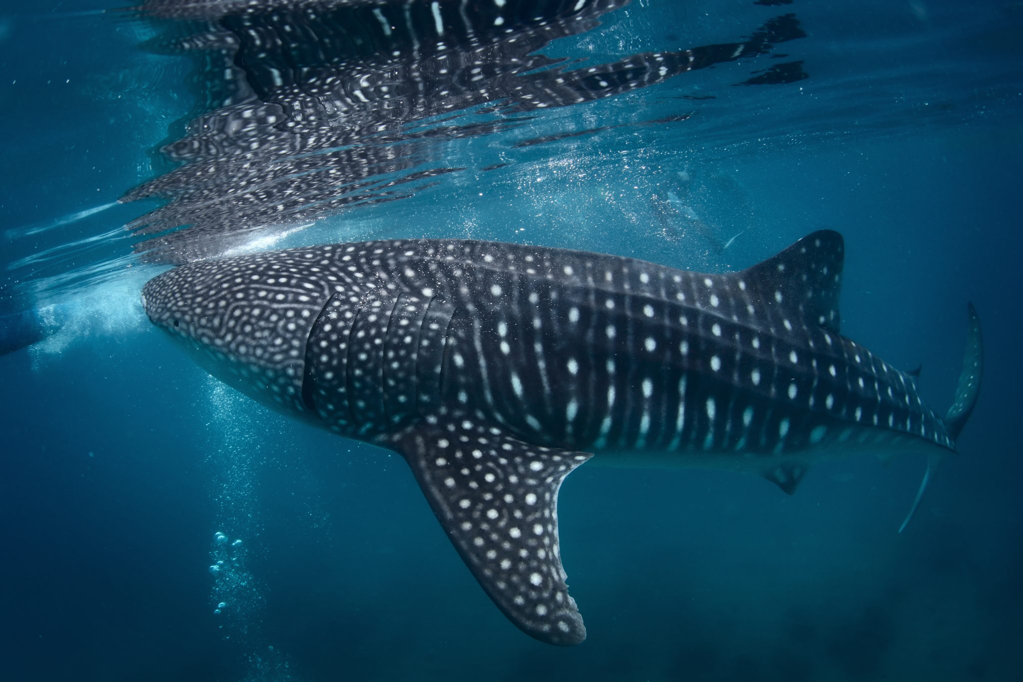 This Marine Wildlife Bucket List Includes TK Reasons To Jump in the Ocean