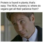 31 Vegan Memes That Are Highly Relatable • Wild Hearted