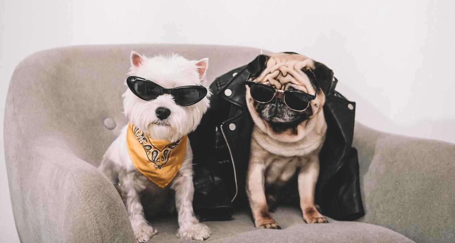 36 Tennessee Dog Names That Are Worthy Of A Treat