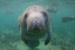 15 Manatee Facts You Need To Know About The Sea Cows