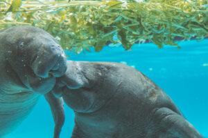 15 Manatee Facts You Need To Know About The Sea Cows
